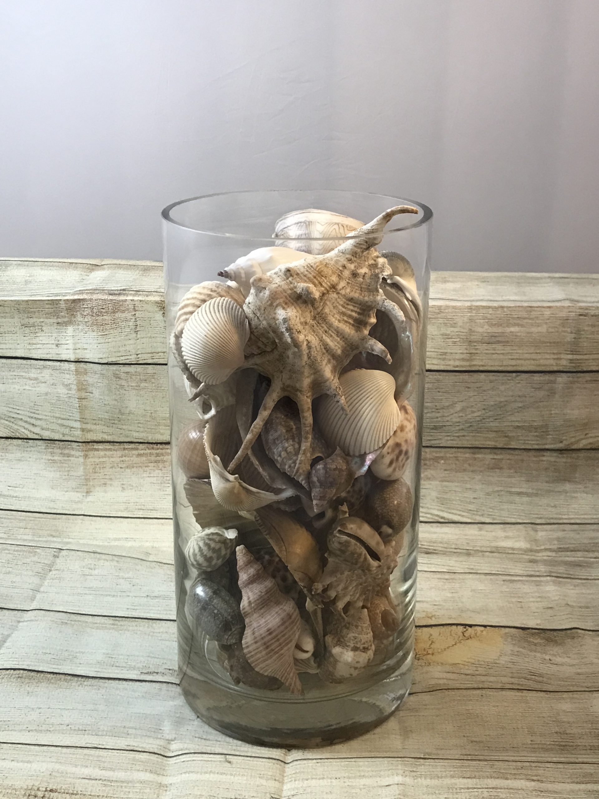 Round Glass Vase filled with assortment of shells (30cm tall) - Vintage ...