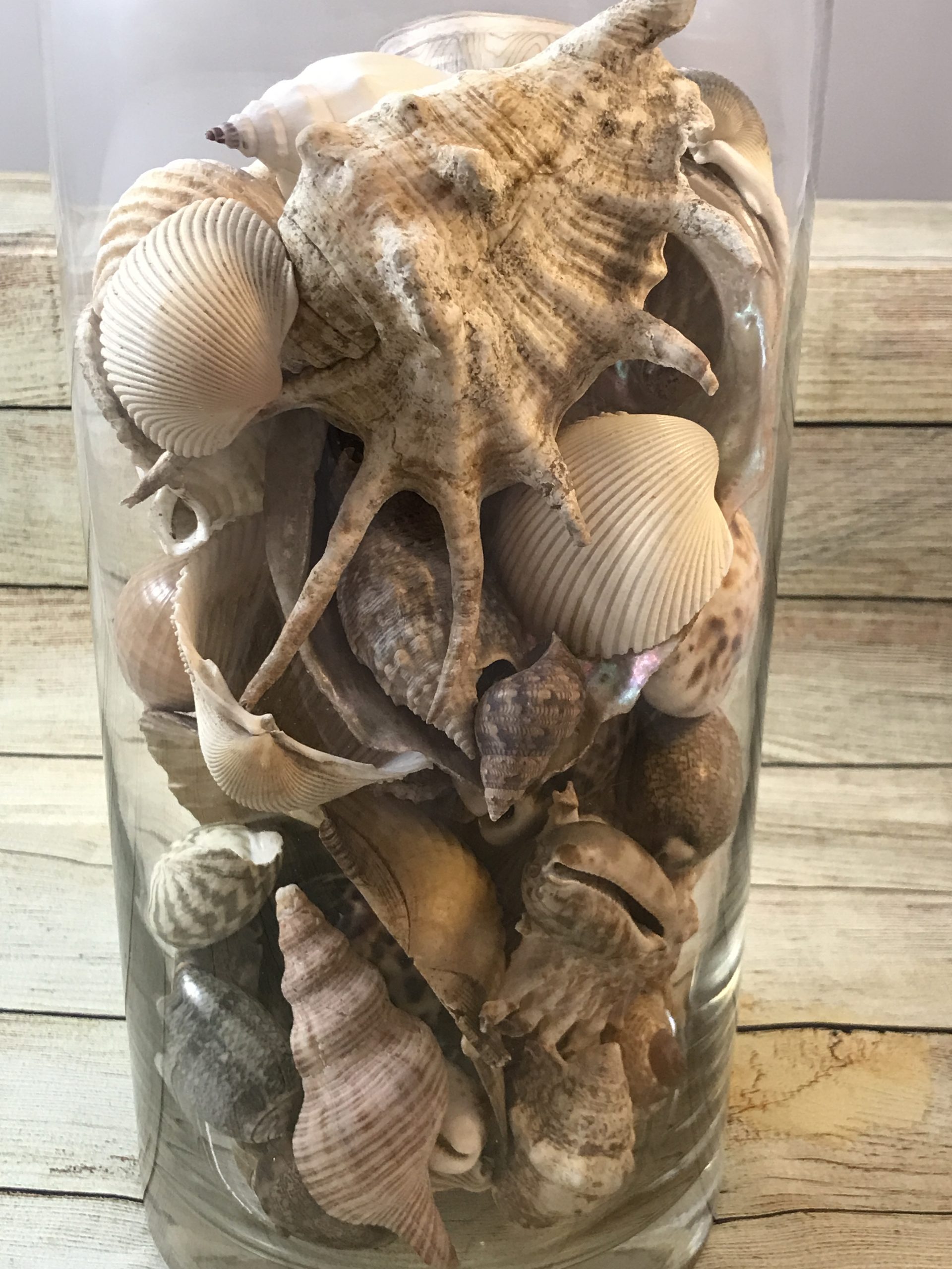 Round Glass Vase filled with assortment of shells (30cm tall) - Vintage ...