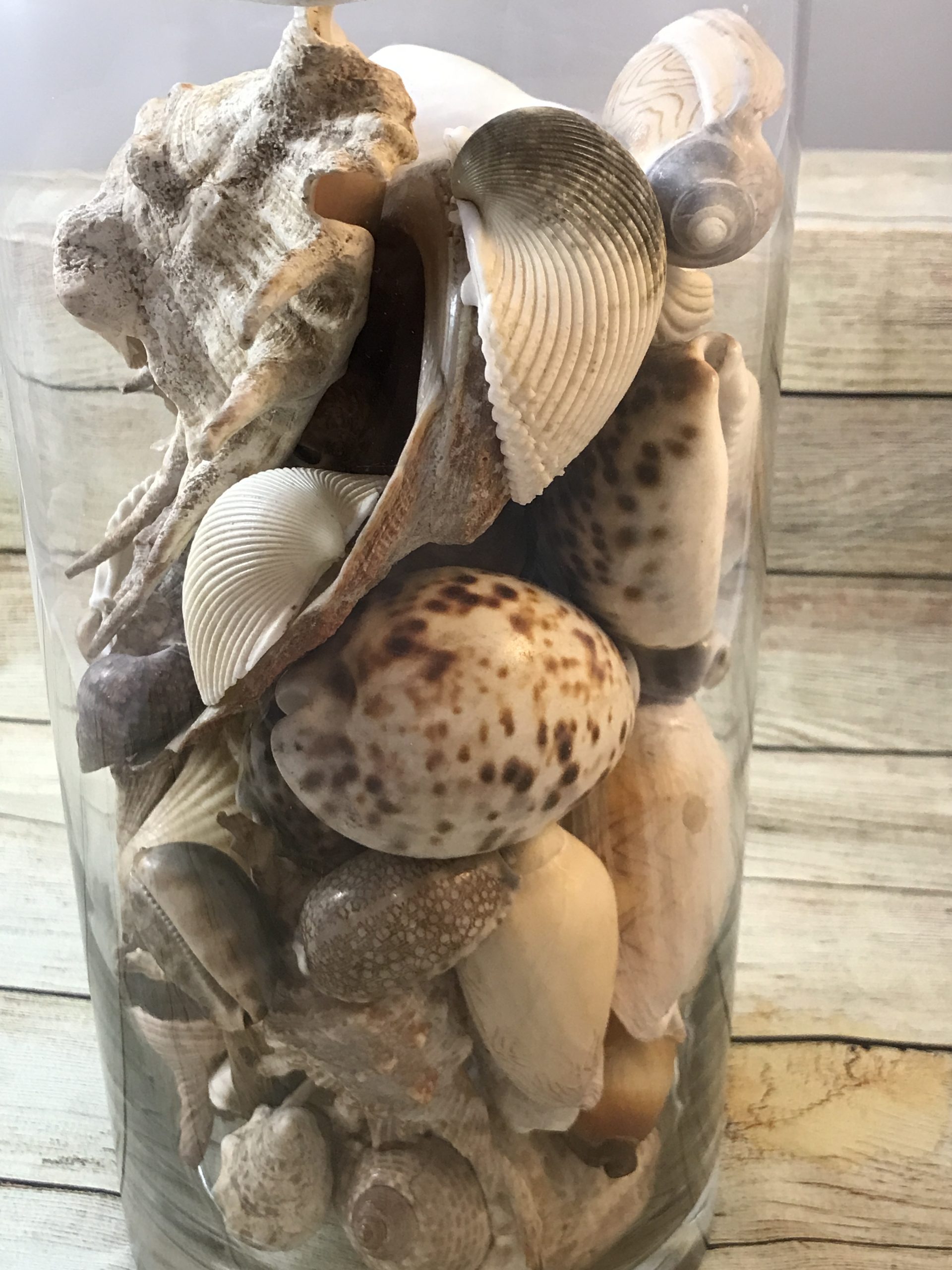 Round Glass Vase filled with assortment of shells (30cm tall) - Vintage ...