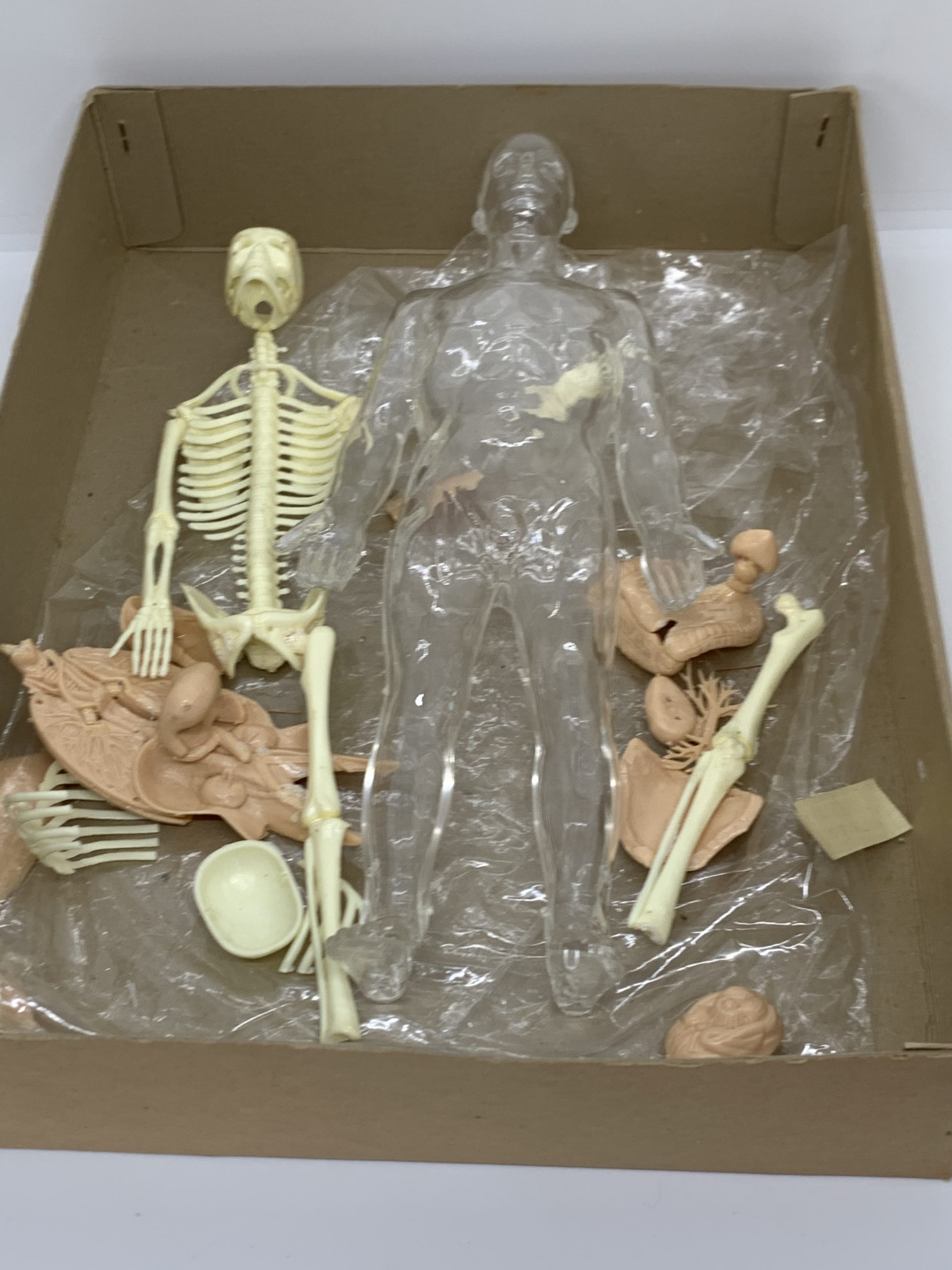 Bullmark Man Anatomy Model - Partly Built - Complete - Vintage Keepsakes