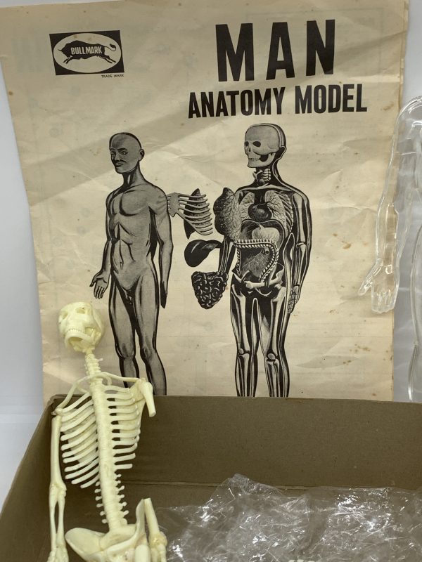 Bullmark Man Anatomy Model - Partly Built - Complete - Vintage Keepsakes