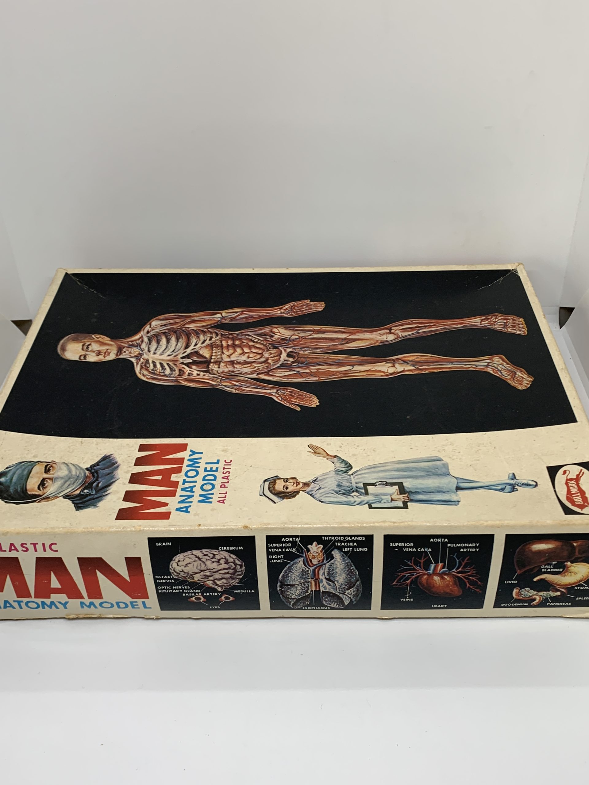 Bullmark Man Anatomy Model - Partly Built - Complete - Vintage Keepsakes