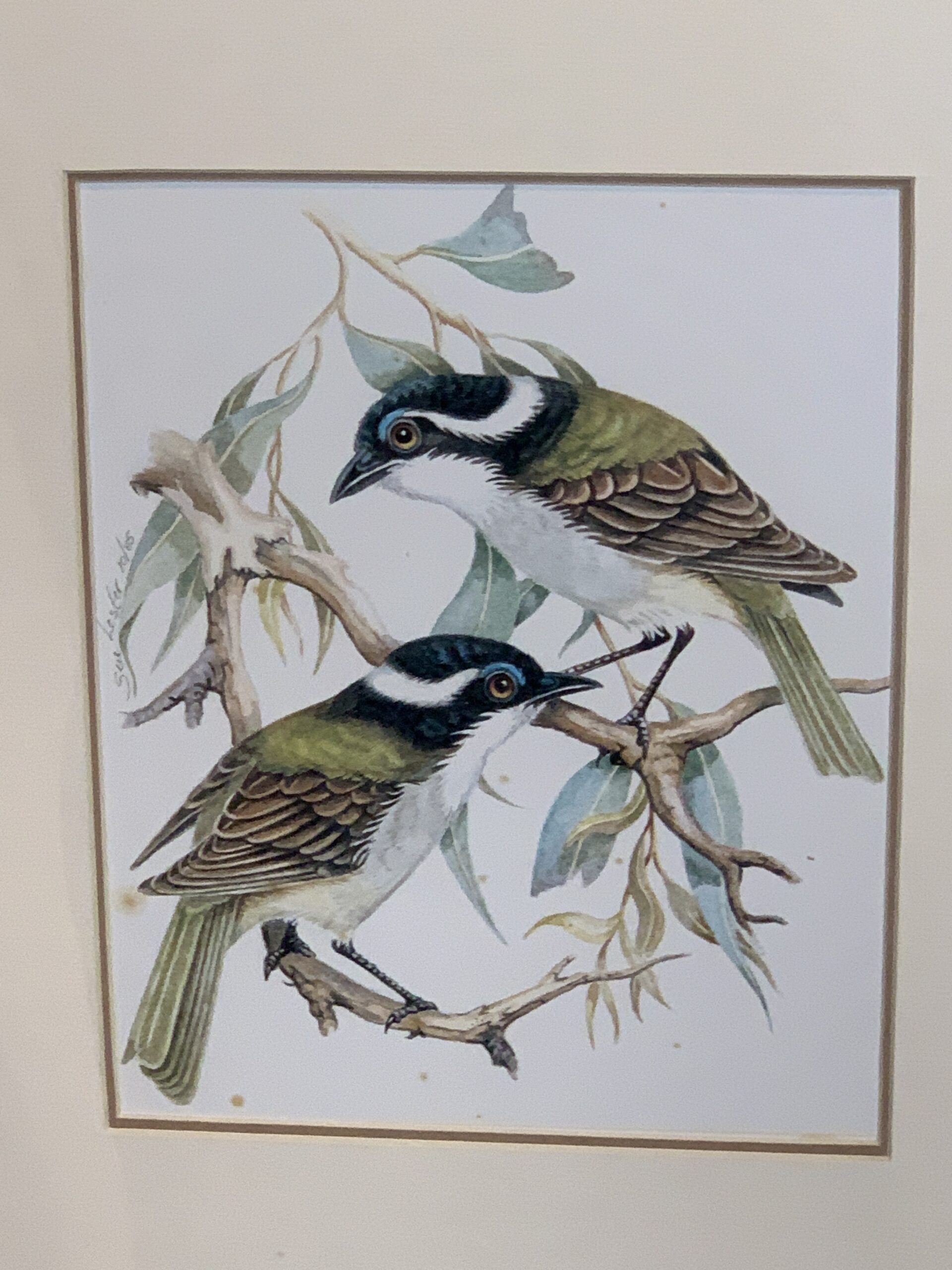 Framed Print Sue Lester - Strong-billed honeyeater - 1985 - Tasmanian ...