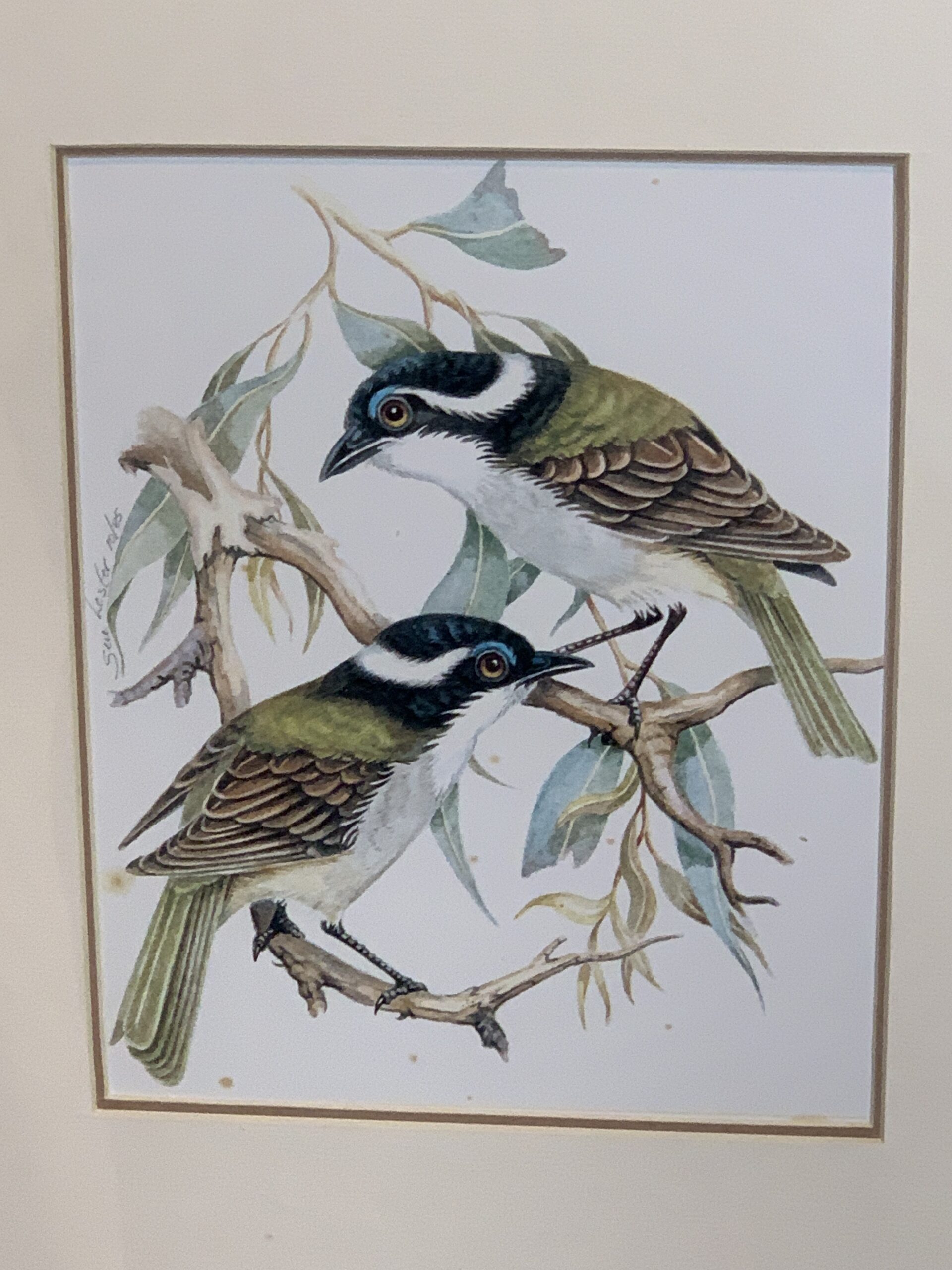 Framed Print Sue Lester - Strong-billed honeyeater - 1985 - Tasmanian ...