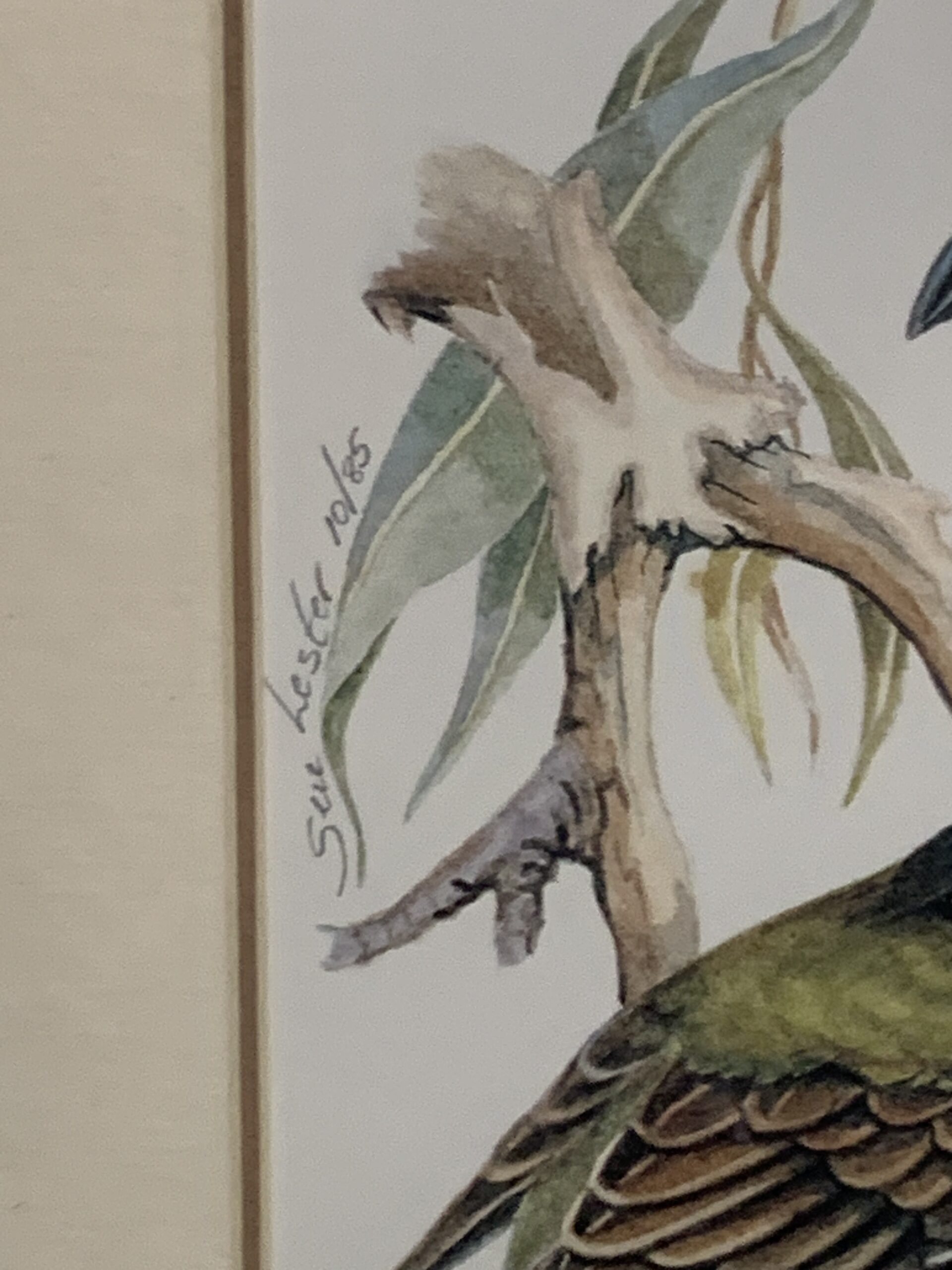 Framed Print Sue Lester - Strong-billed honeyeater - 1985 - Tasmanian ...