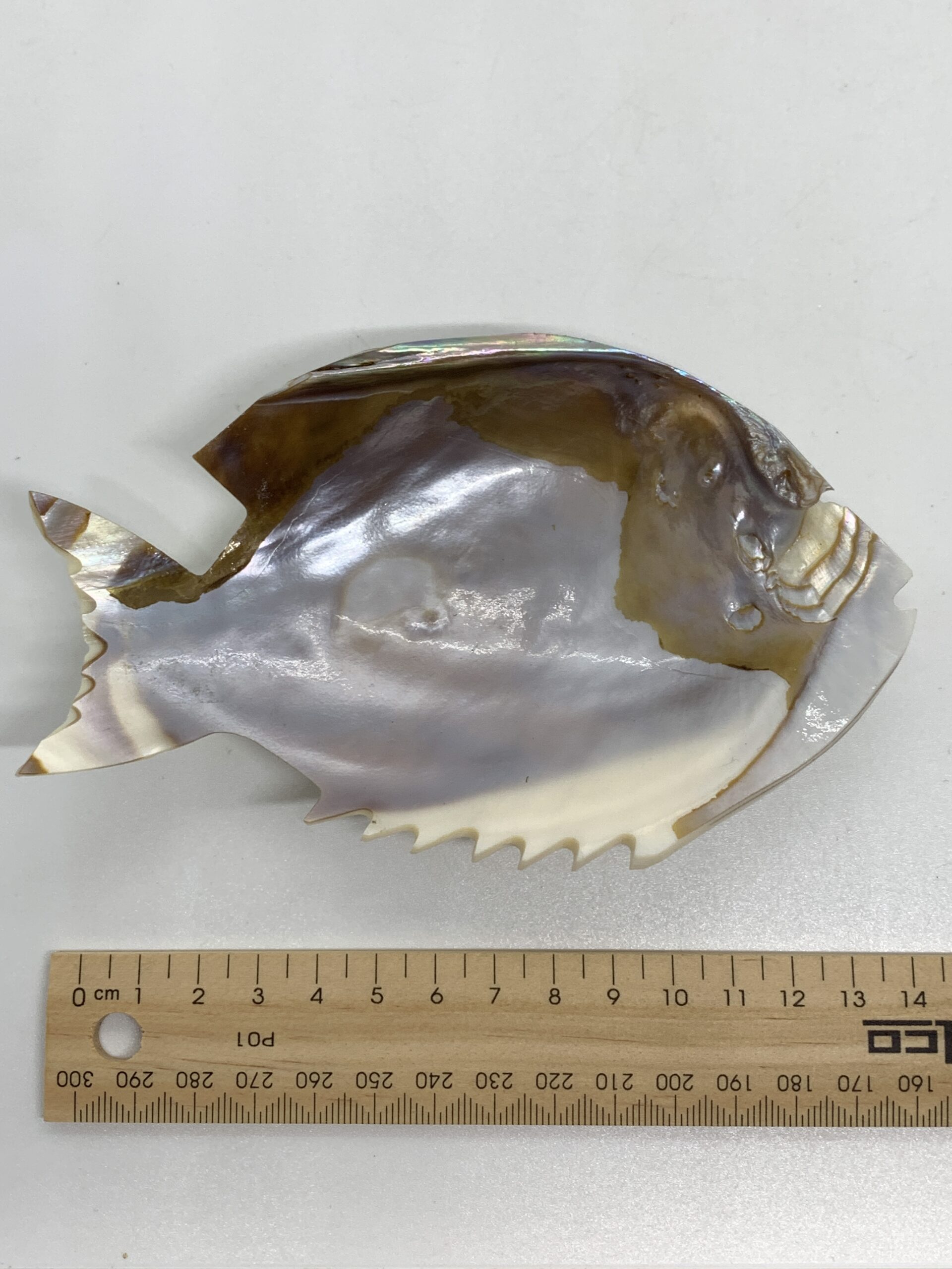 Vintage Set of 6 Carved Shell Fish Dishes with Shell Feet Stabilisers ...